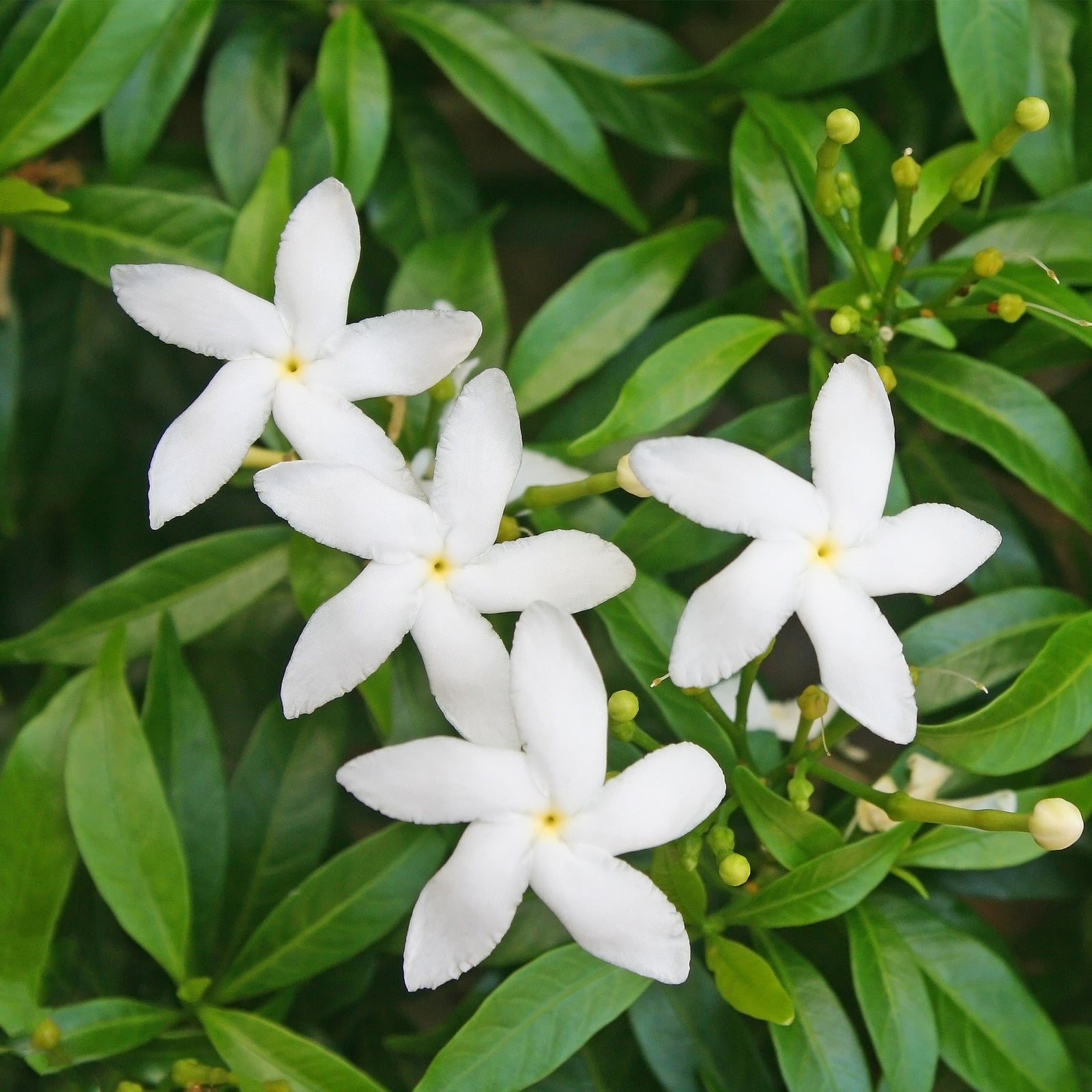 Jasmine Candle Making Fragrance Oil (PF) – Na2ral Limited (4Candles UK)