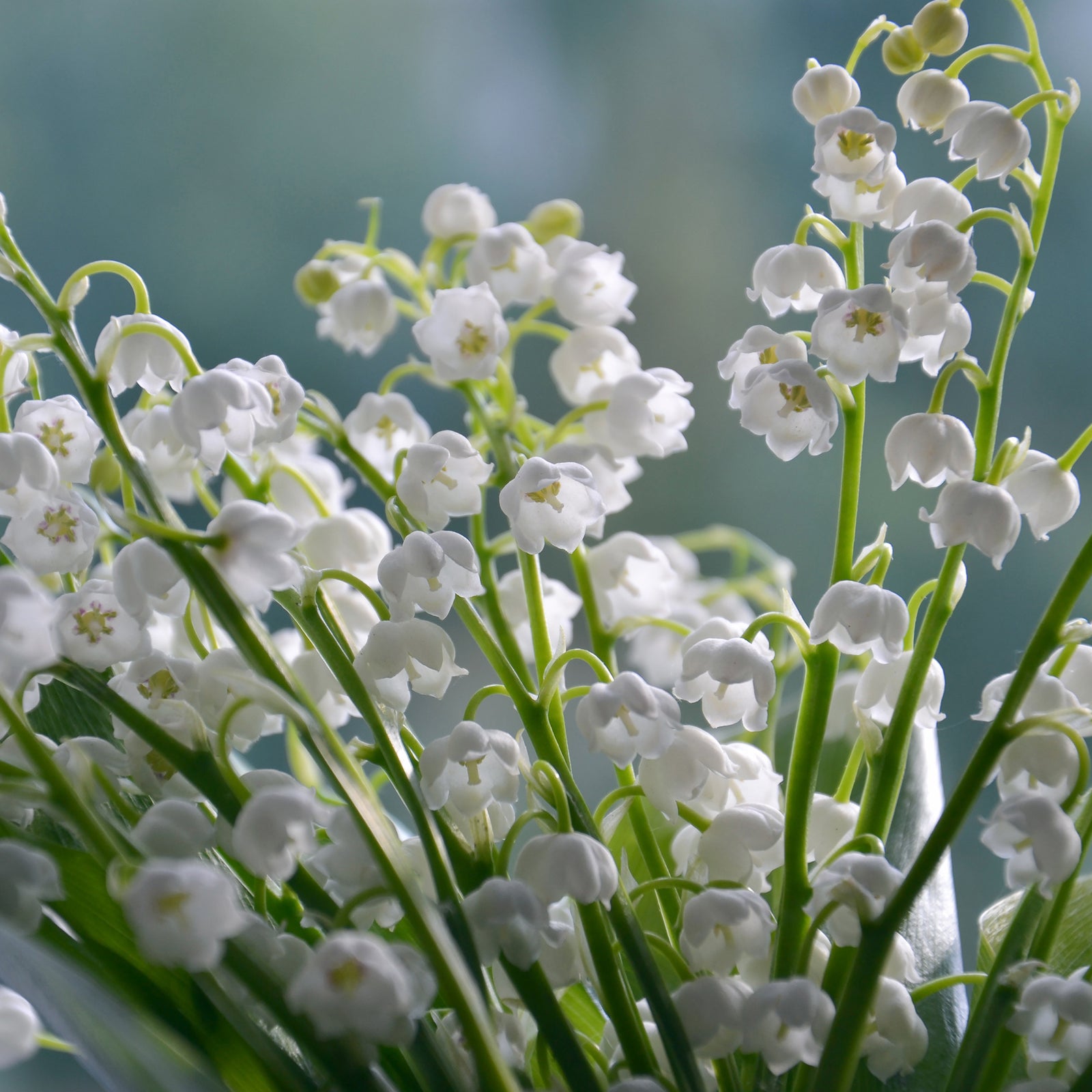 Lily of the Valley Candle Making Fragrance Oil (PF) – Na2ral Limited ...